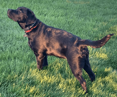 Fertilizer & Weed Control | All Star Turf Management